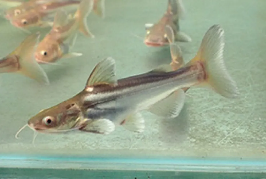 Captive Breed Fishes | BIG AQUA INDONESIA